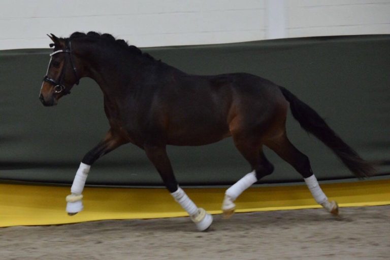 Vlagberg ’s bowden ( heitrak’ s marvin x Easter el nino) – Ebbers Horses